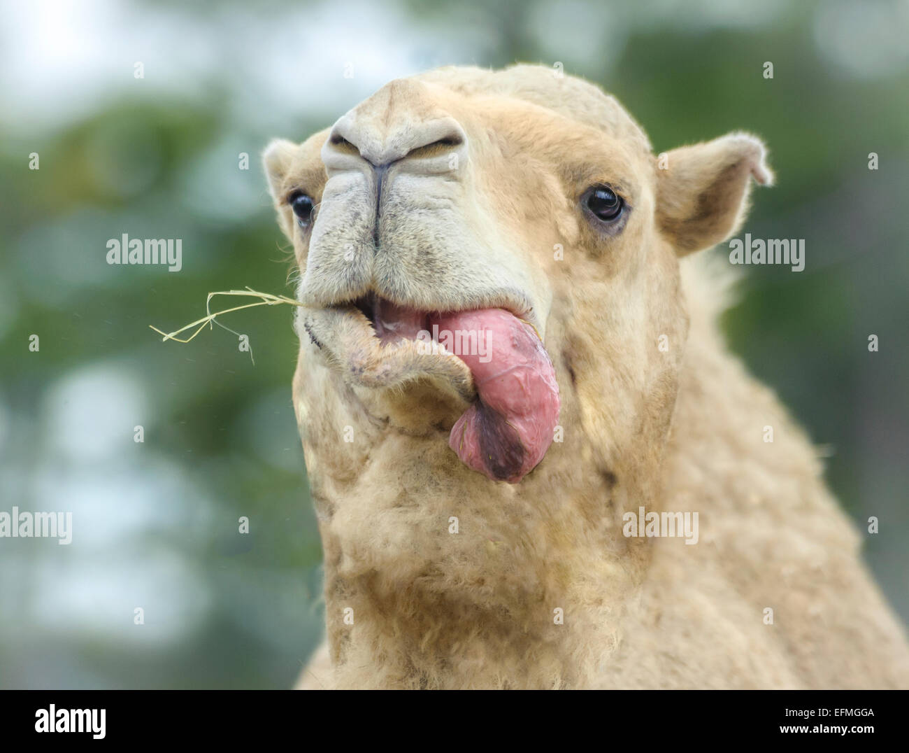 Faccia Di Cammello Immagini e Fotos Stock - Alamy