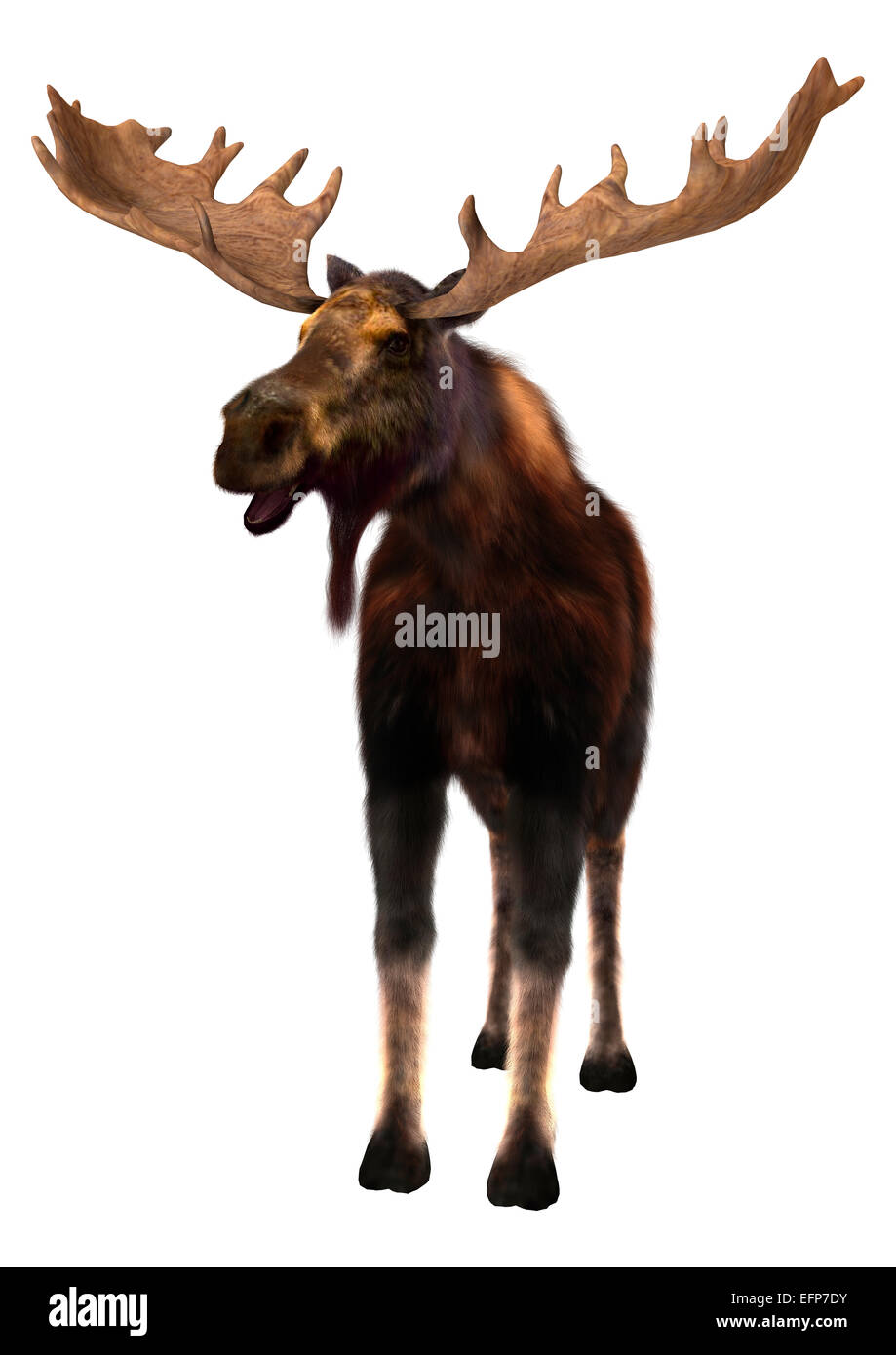 3D render digitale di un alce (Nord America) o elk eurasiatica (Europa ...