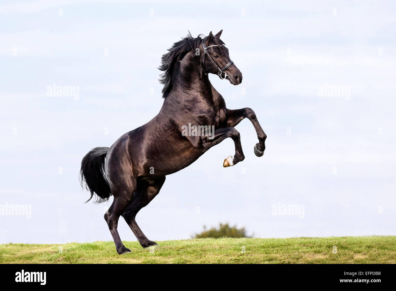 Hanoverian horse stallion rearing immagini e fotografie stock ad alta ...