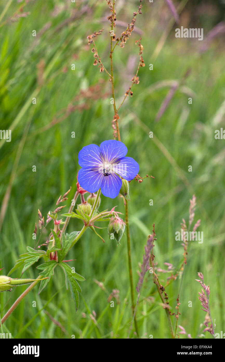 Geranio selvatico immagini e fotografie stock ad alta risoluzione - Alamy