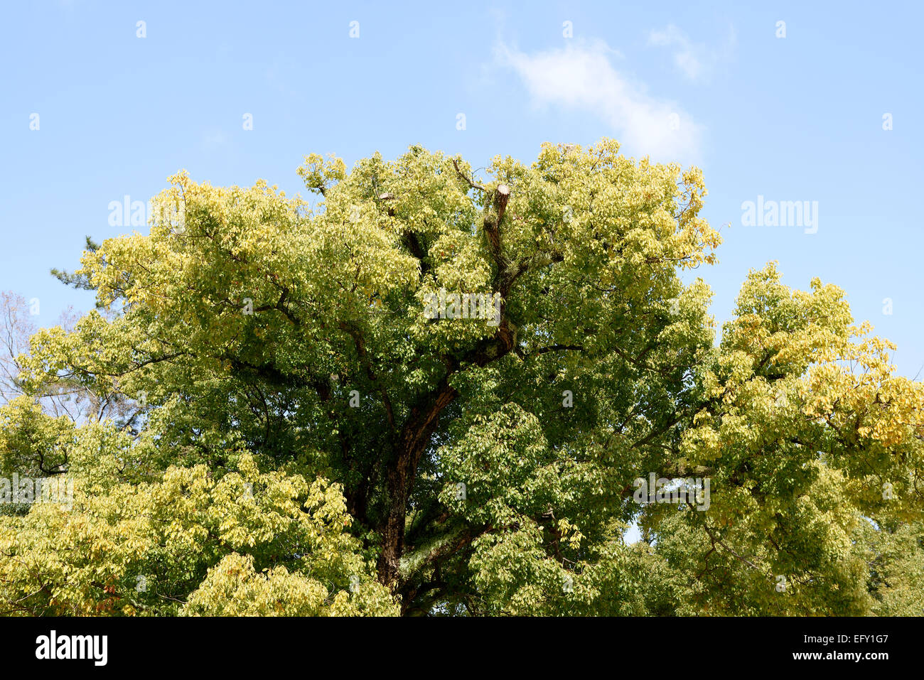 Albero di canfora cinnamomum camphora immagini e fotografie stock ad ...