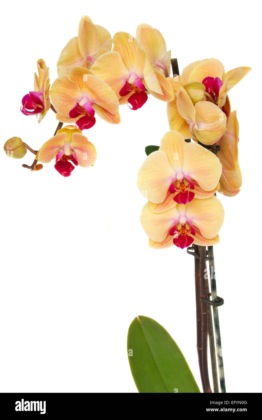 Ramo di orchidea immagini e fotografie stock ad alta risoluzione - Alamy