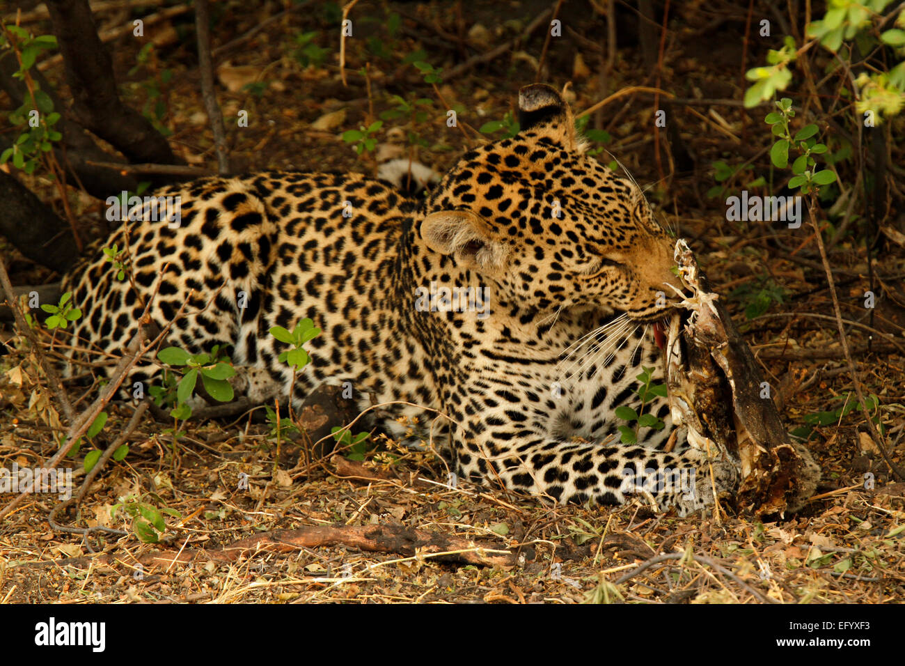 Africani che pescano i leopardi immagini e fotografie stock ad alta ...