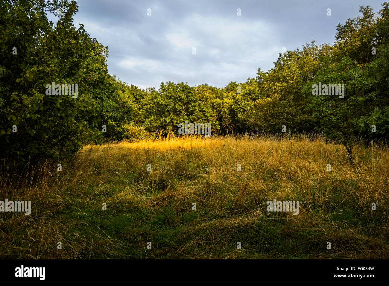 Radure nel bosco immagini e fotografie stock ad alta risoluzione - Alamy