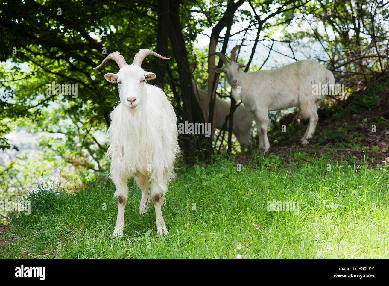 Capra saanen immagini e fotografie stock ad alta risoluzione - Alamy