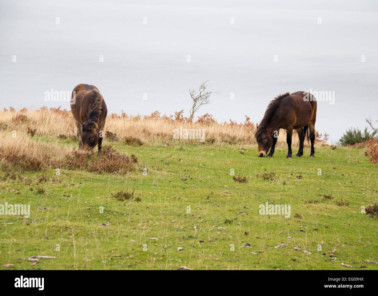 Antica razza di cavallo immagini e fotografie stock ad alta risoluzione ...