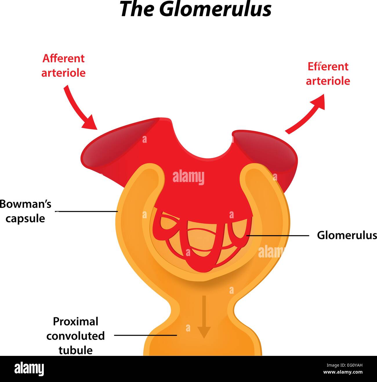 Glomérulo renal immagini e fotografie stock ad alta risoluzione - Alamy