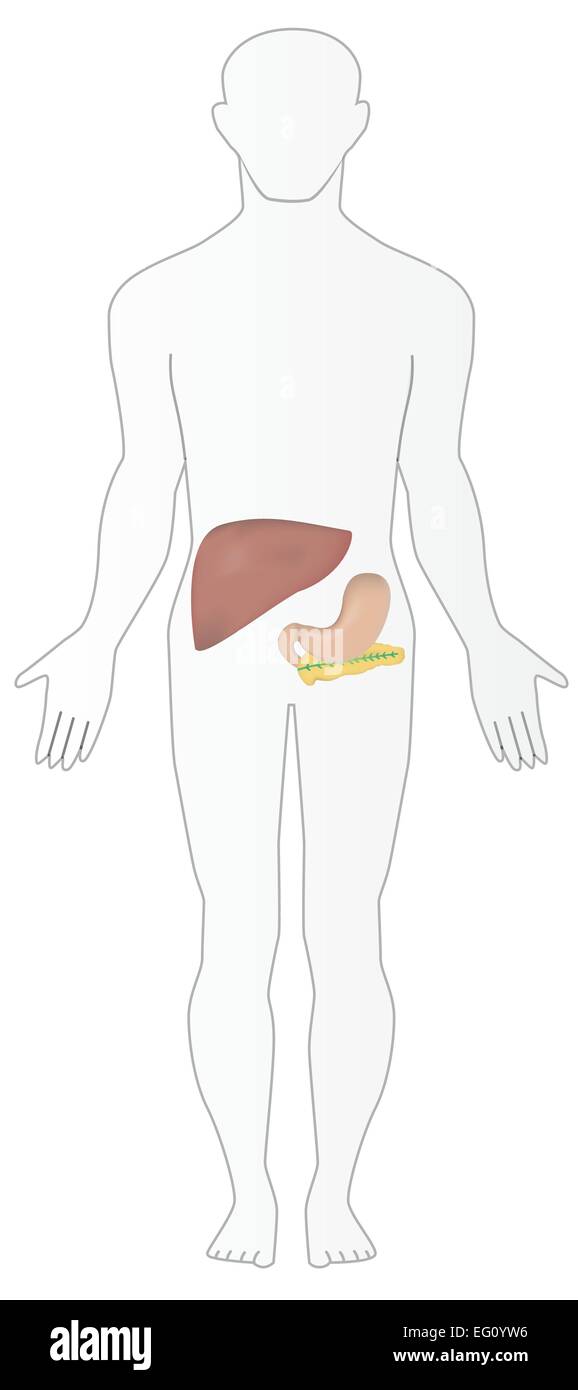 Organi addominali Immagini senza sfondo e Foto Stock ritagliate - Alamy