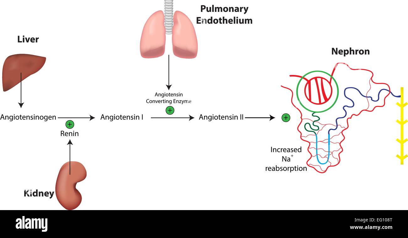 Sistema renina angiotensina aldosterone Immagini Vettoriali Stock - Alamy