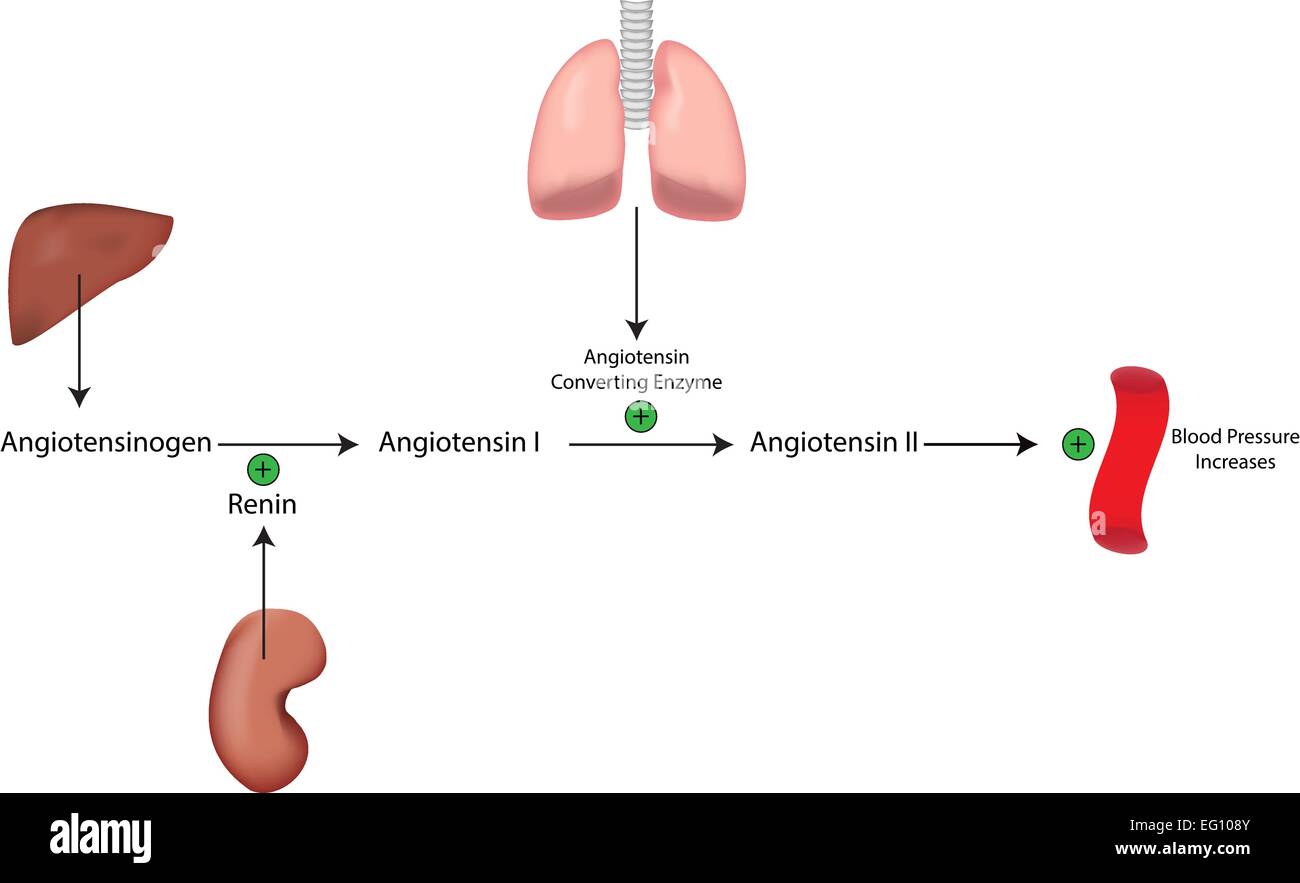 Sistema renina angiotensina aldosterone immagini e fotografie stock ad ...