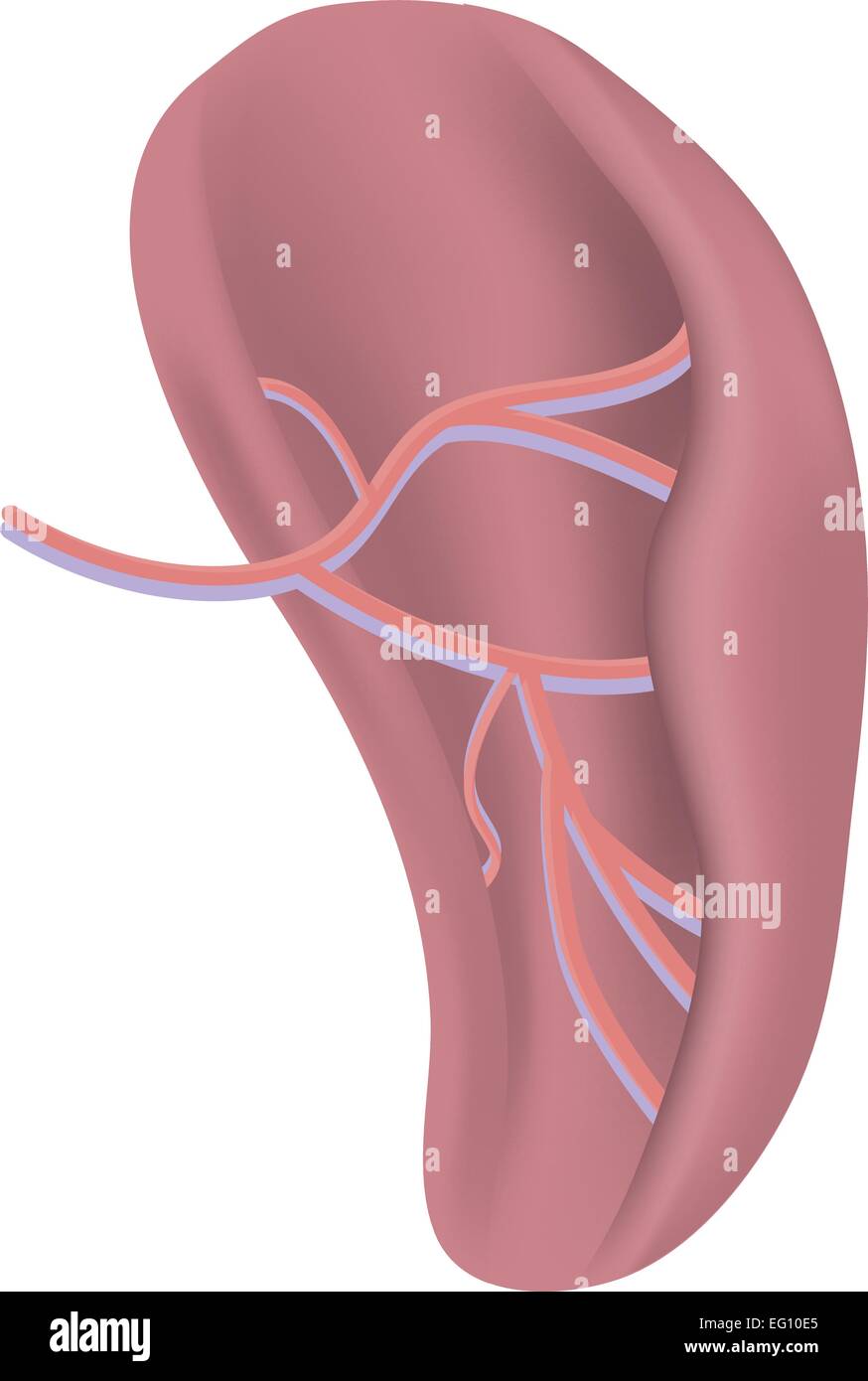 Anatomia della milza immagini e fotografie stock ad alta risoluzione ...