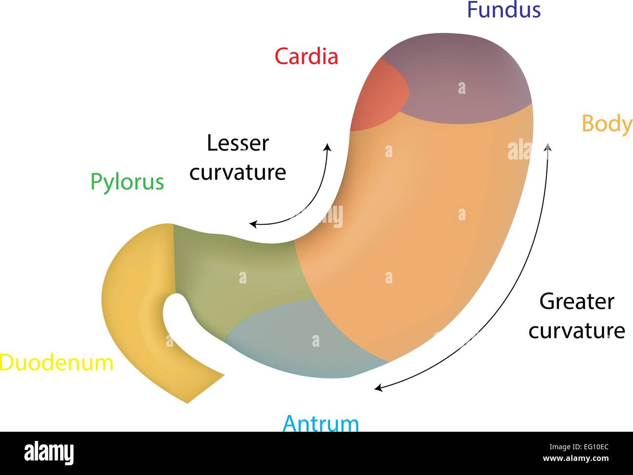 Anatomia dello stomaco immagini e fotografie stock ad alta risoluzione ...