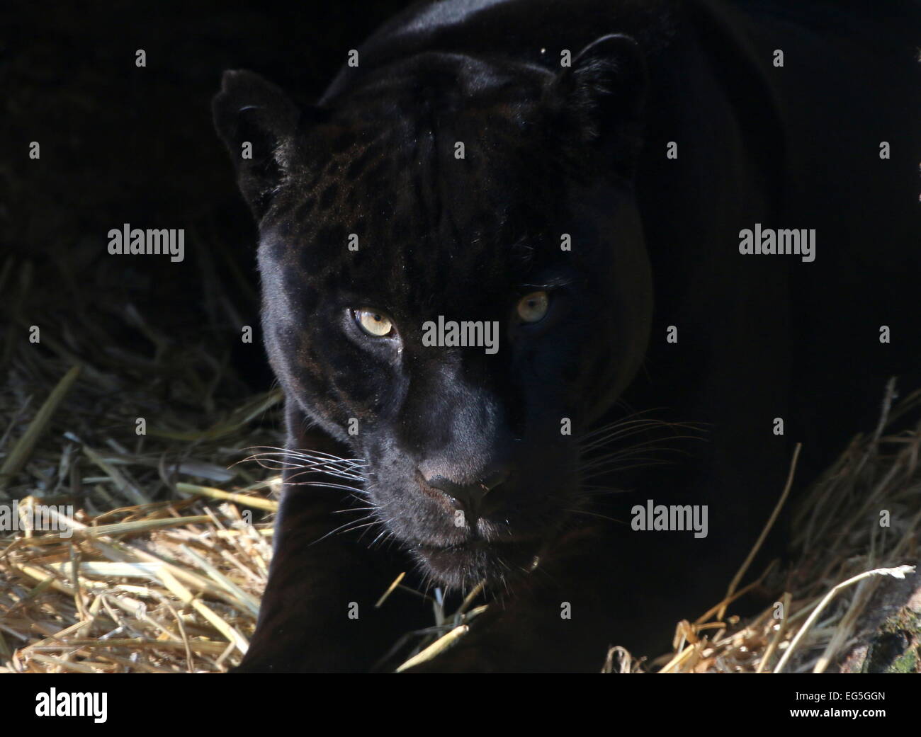 Close up black jaguar panthera onca immagini e fotografie stock ad alta ...