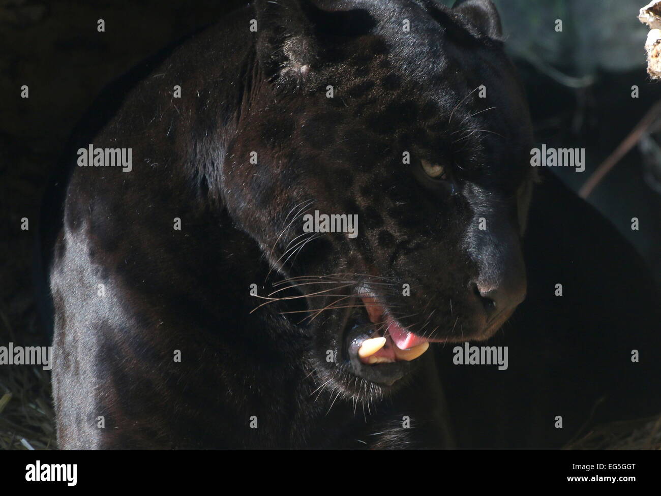 Black panther teeth immagini e fotografie stock ad alta risoluzione - Alamy