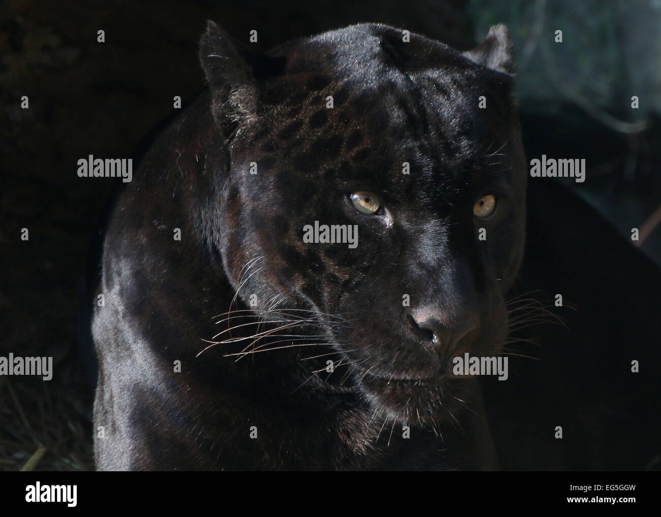 Close up black jaguar panthera onca immagini e fotografie stock ad alta ...