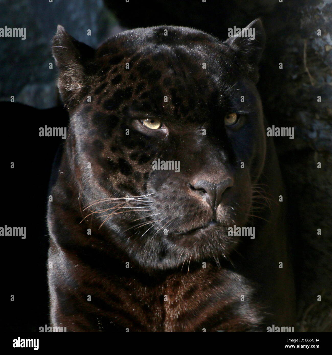 Giaguaro Nero Grande Gatto Immagini e Fotos Stock - Alamy