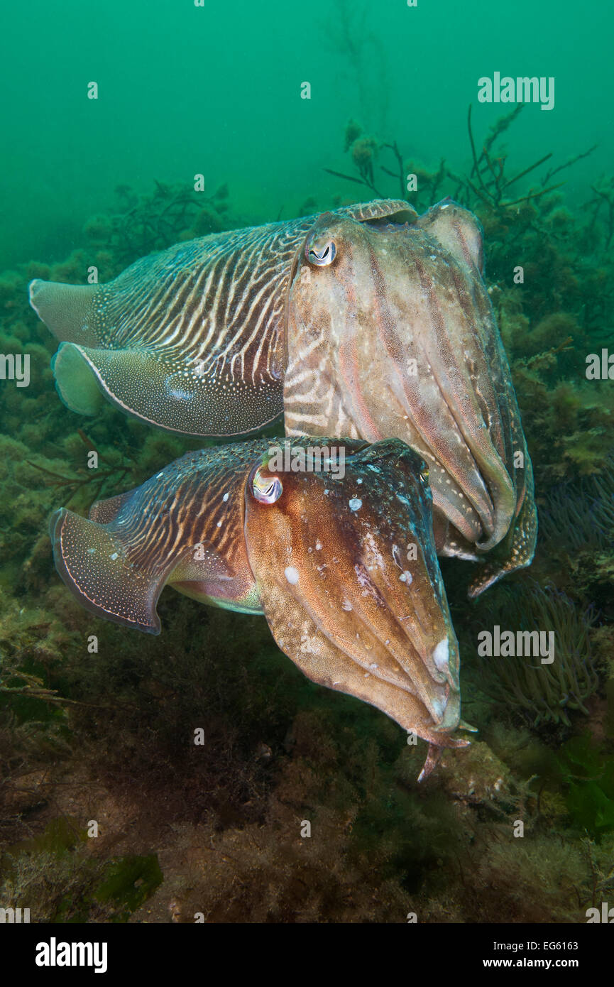 Coppia di seppia (Sepia officinalis), femmina nella parte anteriore del ...