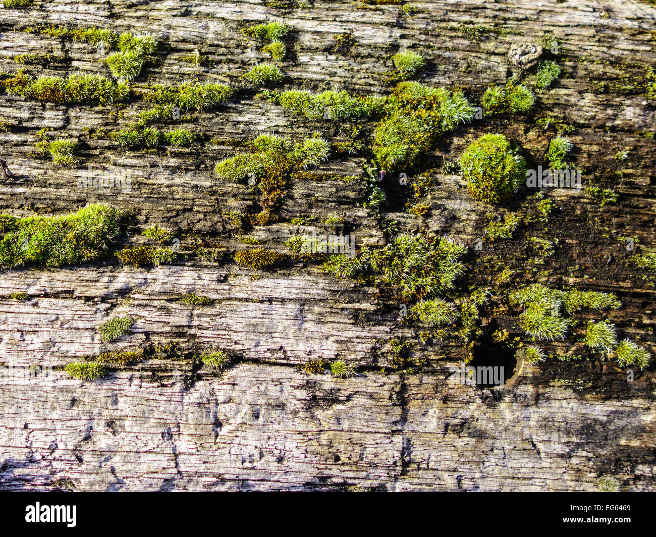 Railway sleeper texture immagini e fotografie stock ad alta risoluzione ...