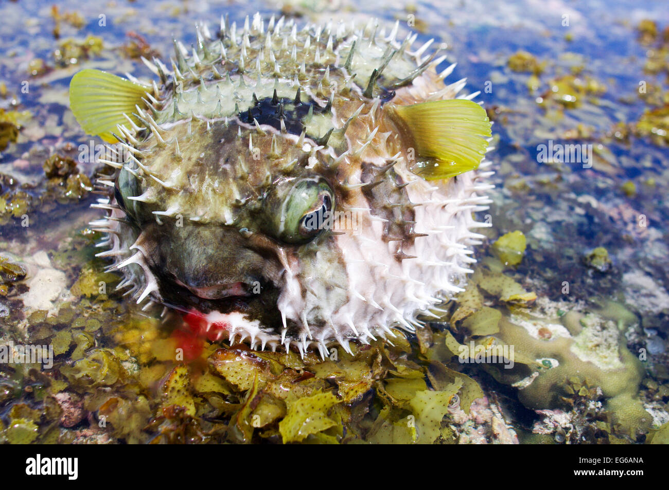 Pesce palla immagini e fotografie stock ad alta risoluzione - Alamy