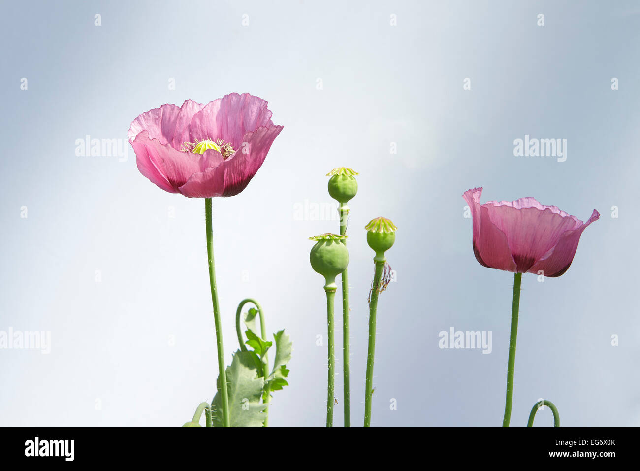 Papavero orientale immagini e fotografie stock ad alta risoluzione - Alamy