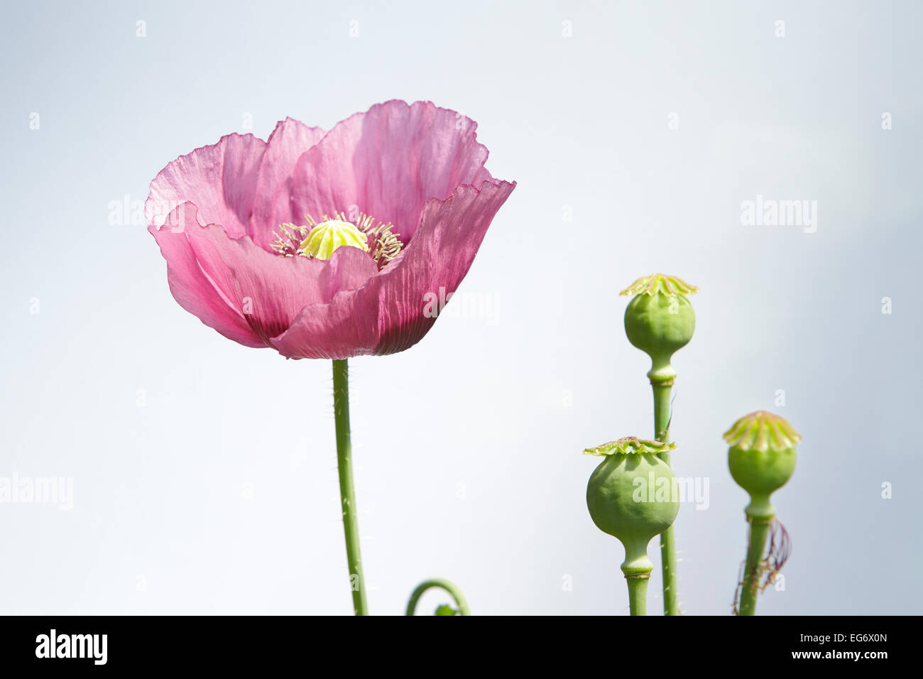 Papavero orientale immagini e fotografie stock ad alta risoluzione - Alamy