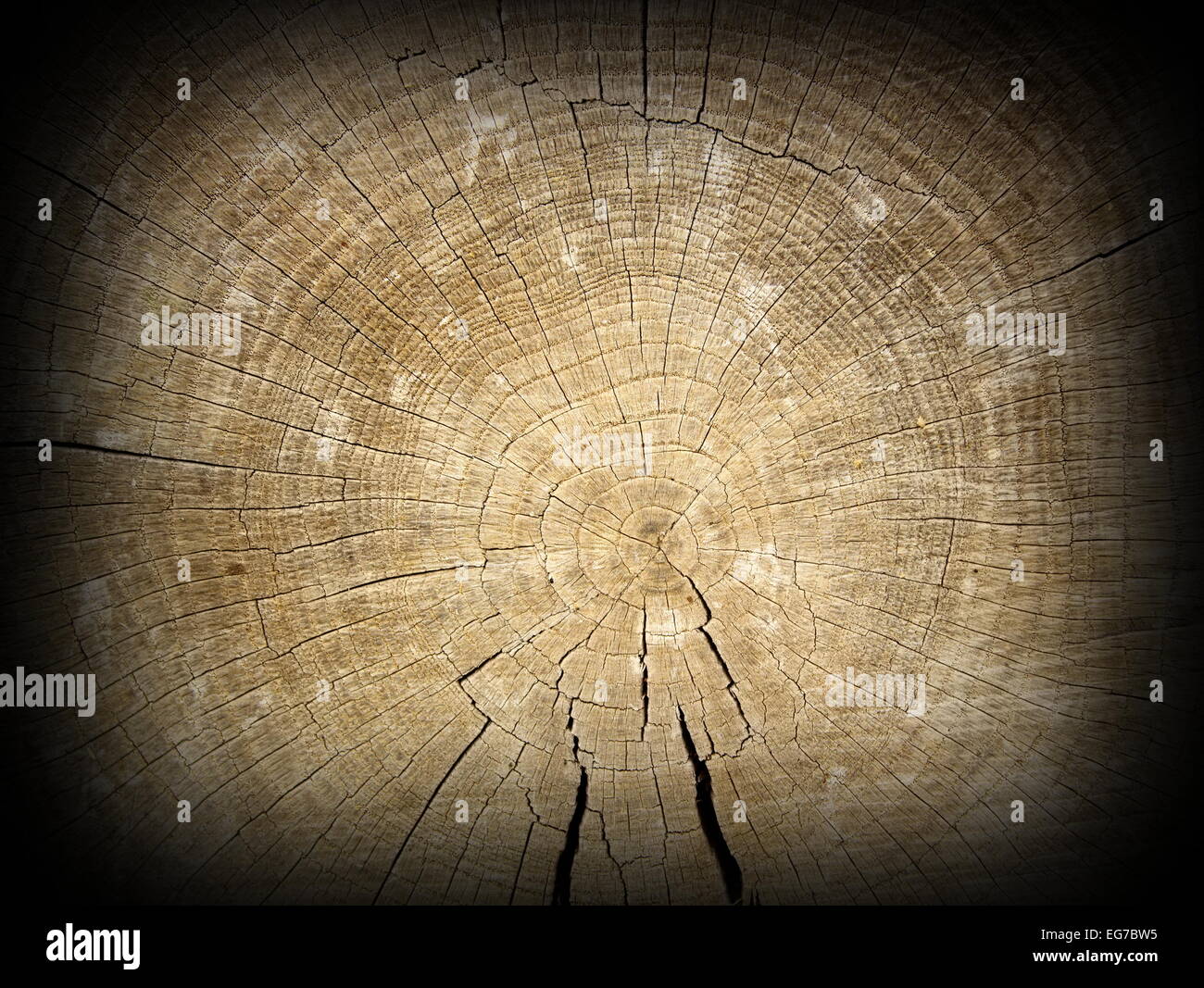 La sezione sulla vecchia trave in legno di quercia, antico texture di ...