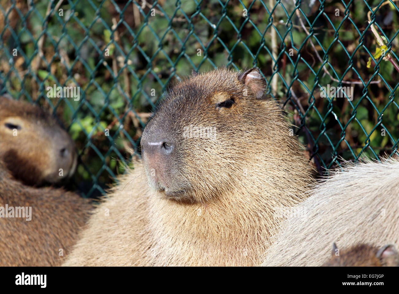 Capibara roditore immagini e fotografie stock ad alta risoluzione - Alamy