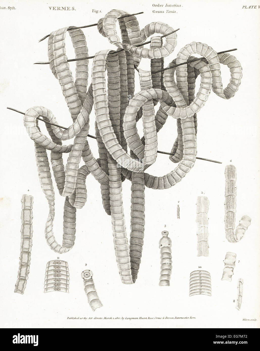 Taenia tapeworm immagini e fotografie stock ad alta risoluzione - Alamy