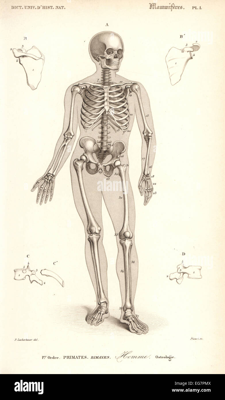 Anatomia dello scheletro umano immagini e fotografie stock ad alta ...