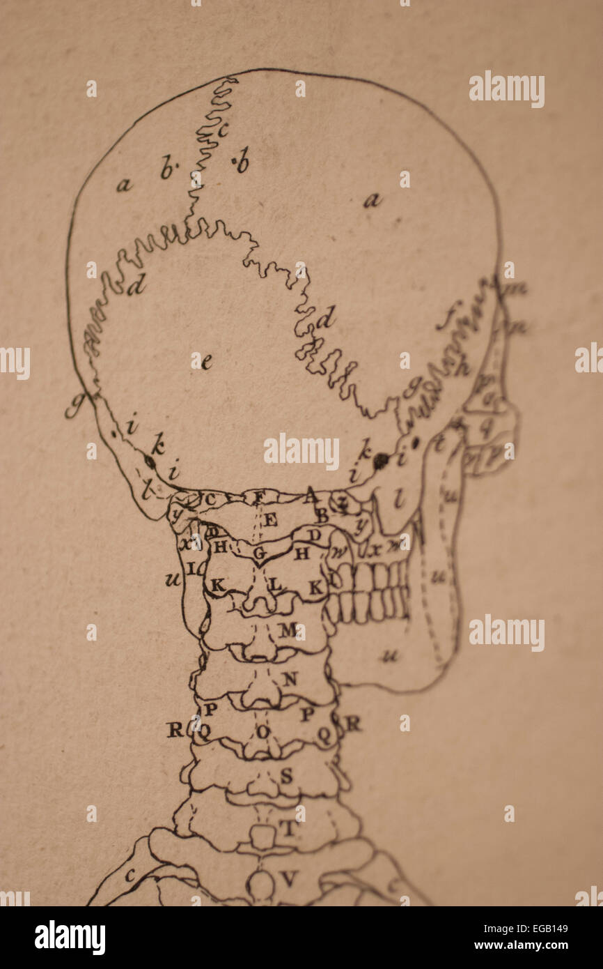 Simbolismo del teschio immagini e fotografie stock ad alta risoluzione ...