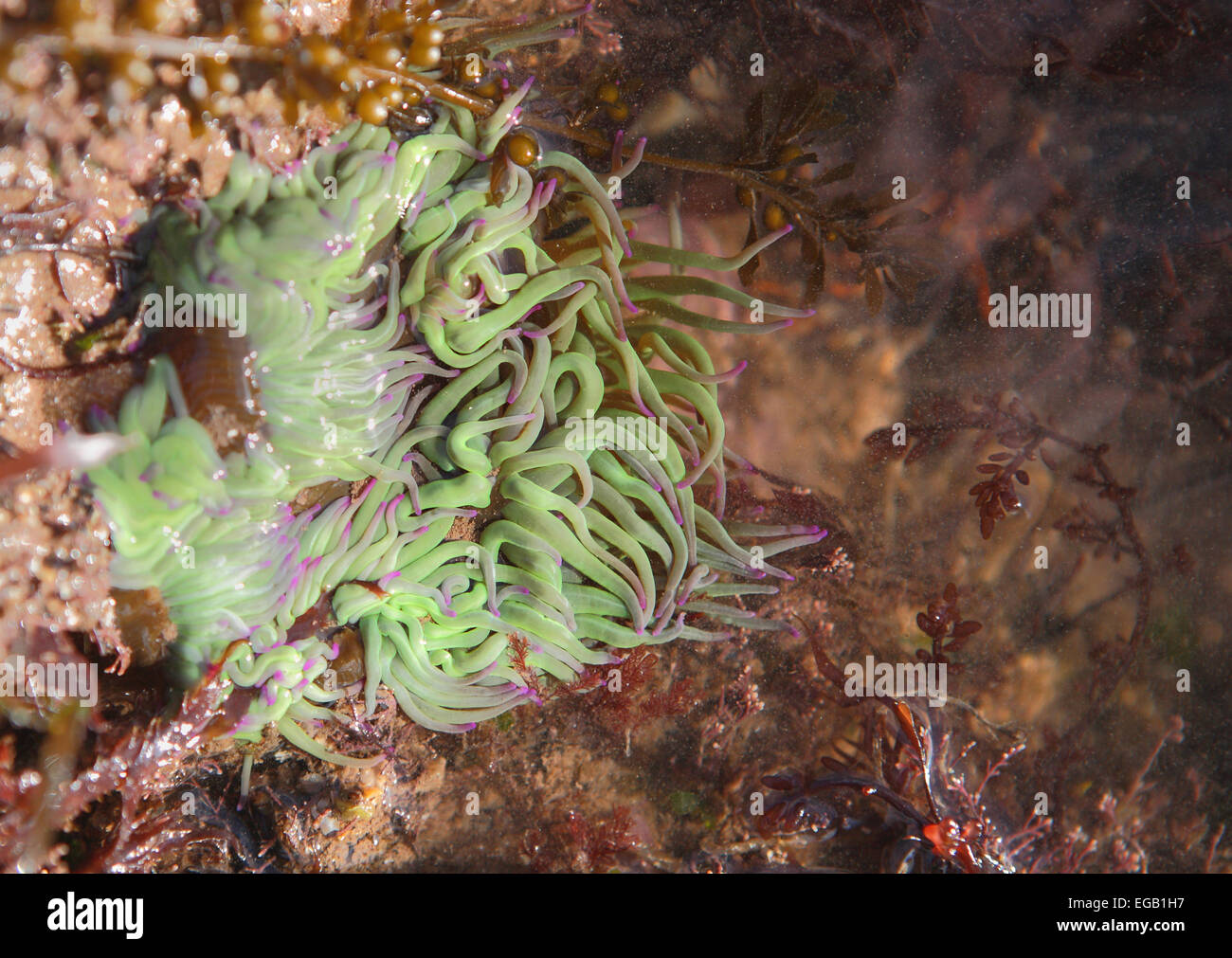 Spiaggia riviera inglese geopark immagini e fotografie stock ad alta ...