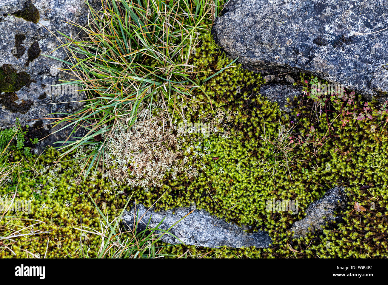 Muschio e licheni che crescono sulle rocce immagini e fotografie stock ...
