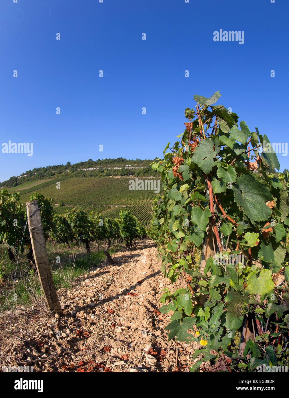 Vegetazione del vigneto immagini e fotografie stock ad alta risoluzione ...
