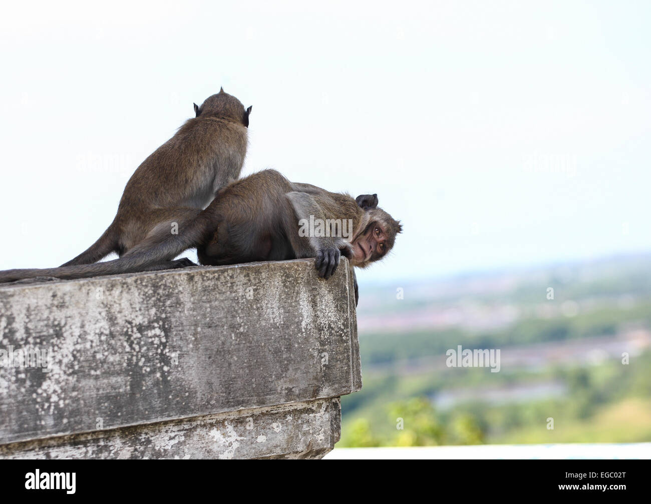 Scimmie selvatiche tailandia immagini e fotografie stock ad alta ...