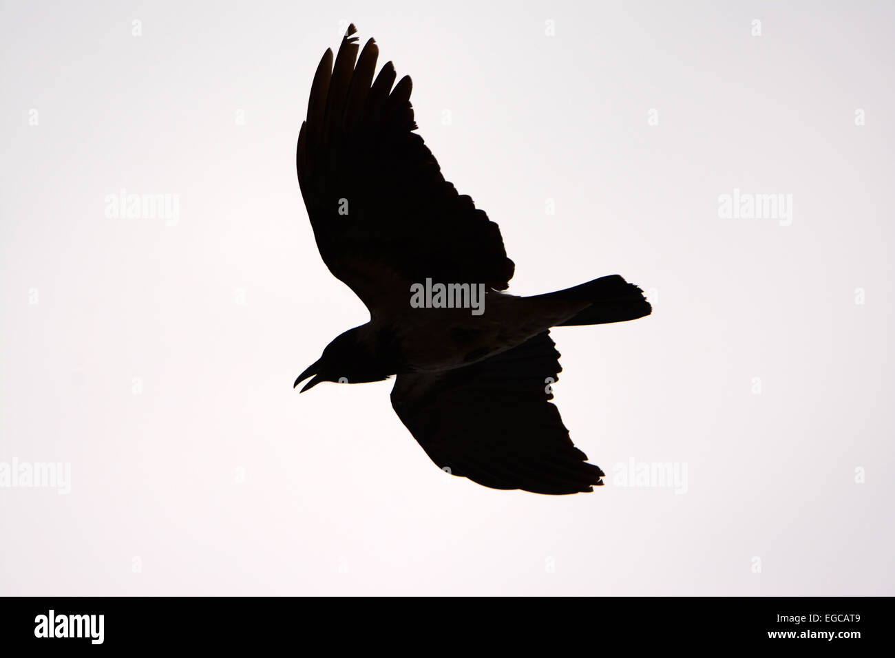 Sagoma di corvo comune immagini e fotografie stock ad alta risoluzione ...