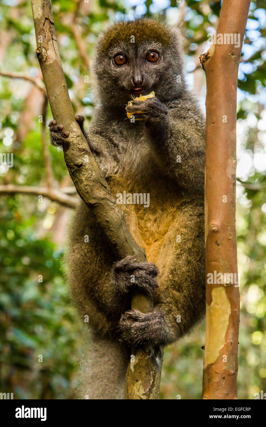 Golden bamboo lemur immagini e fotografie stock ad alta risoluzione - Alamy