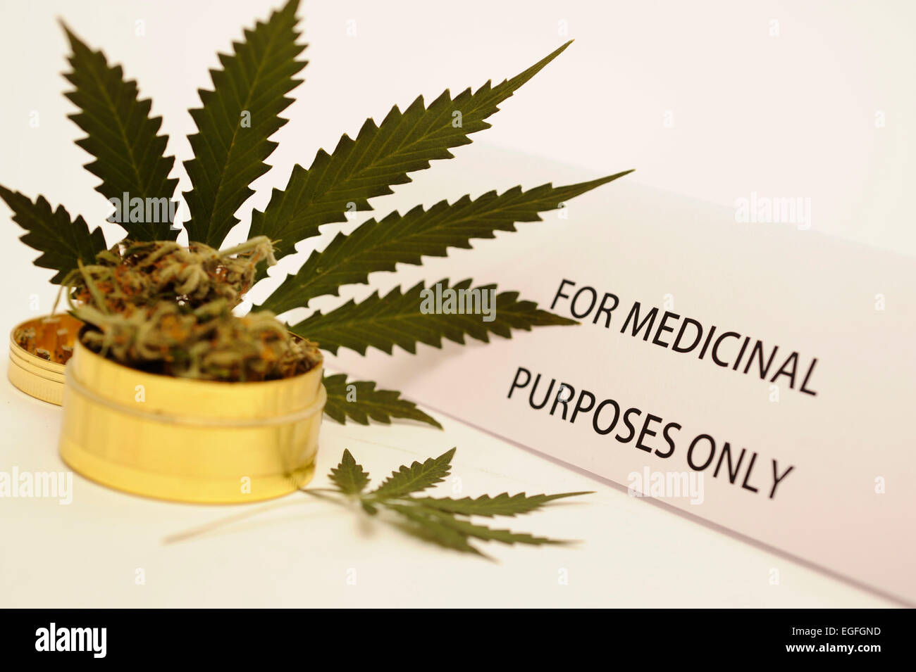 Cultura della marijuana immagini e fotografie stock ad alta risoluzione ...