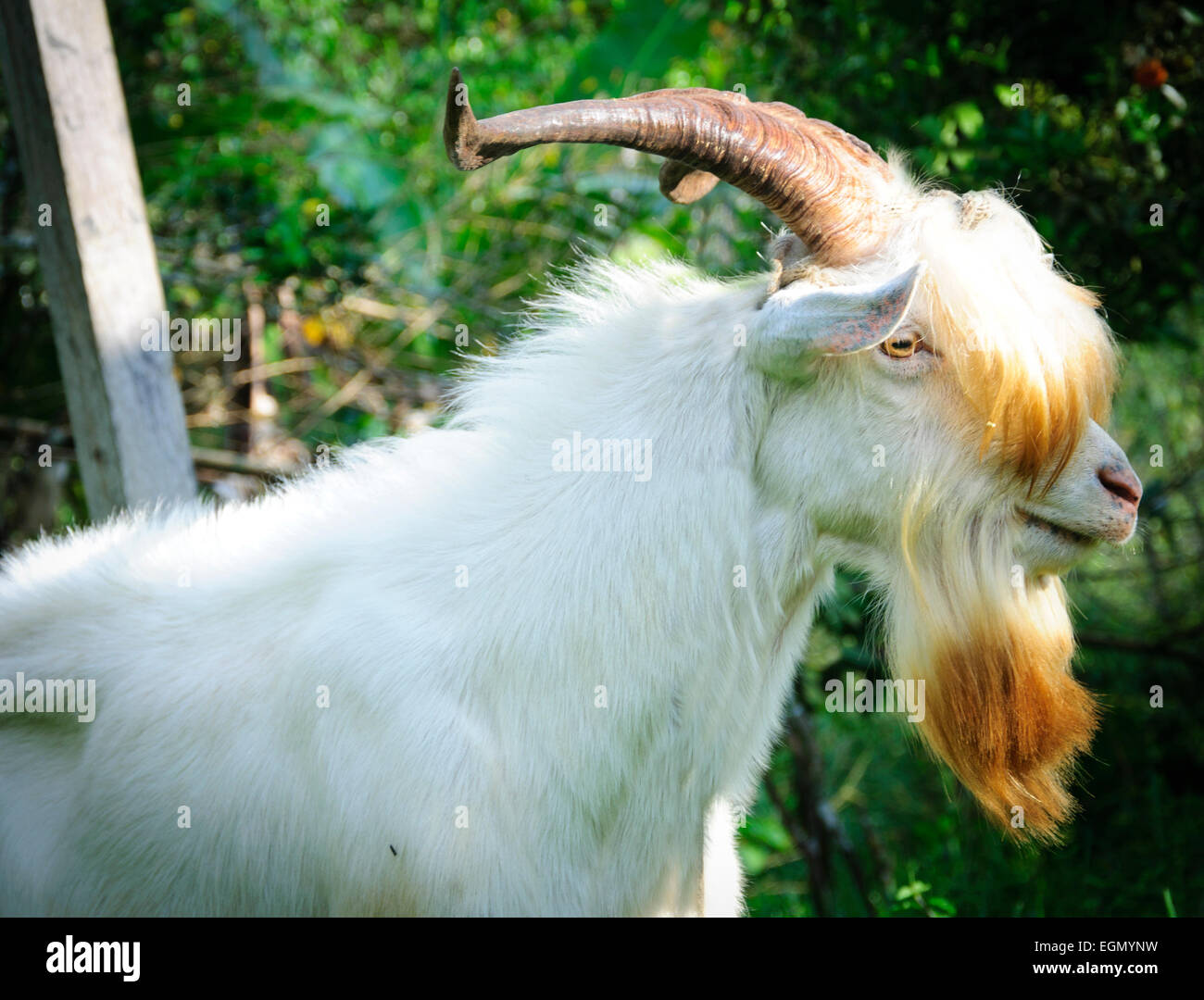 Capra nella giungla immagini e fotografie stock ad alta risoluzione - Alamy