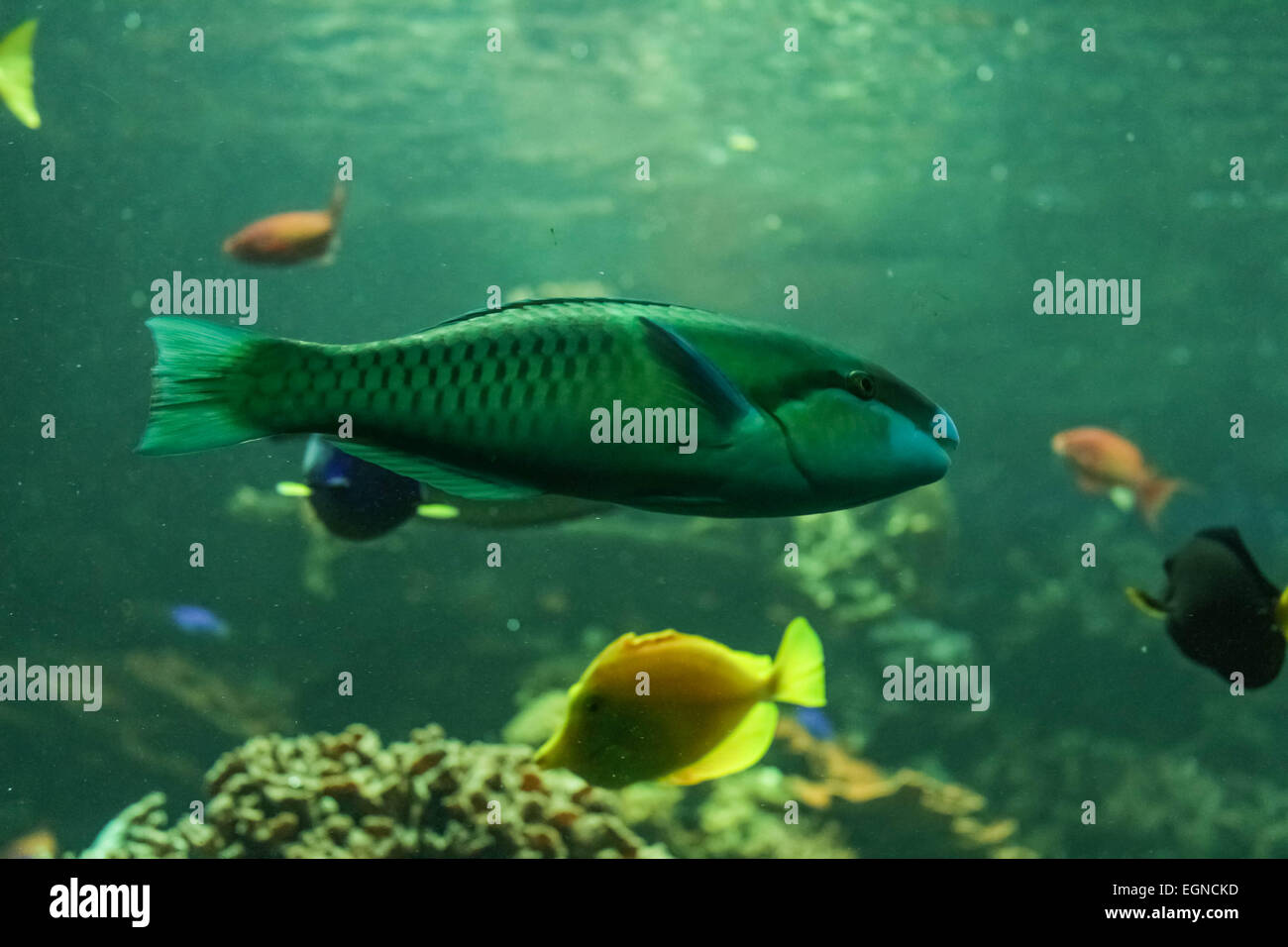 Pesce pappagallo blu immagini e fotografie stock ad alta risoluzione ...