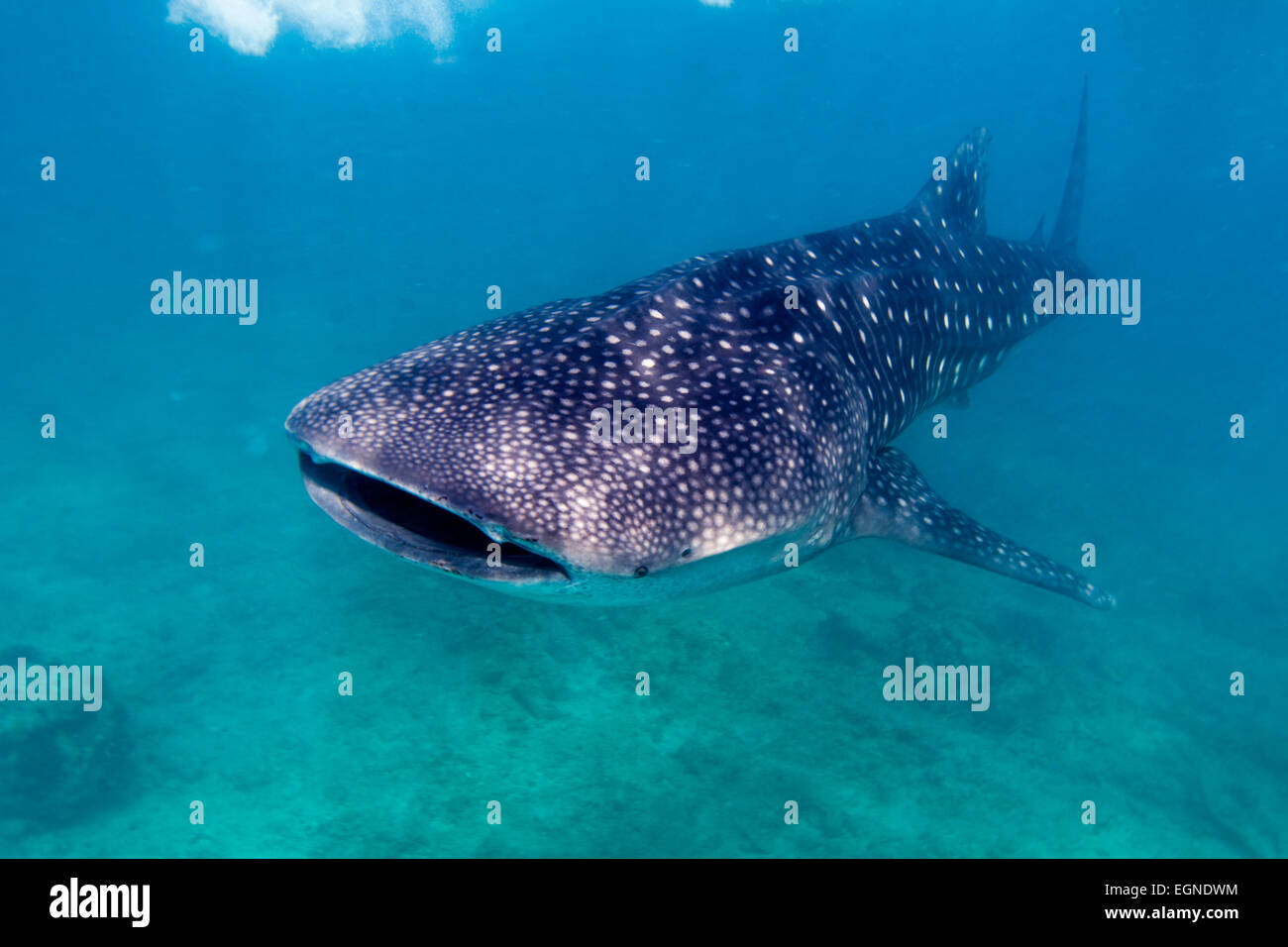 Squalo balena immagini e fotografie stock ad alta risoluzione - Alamy