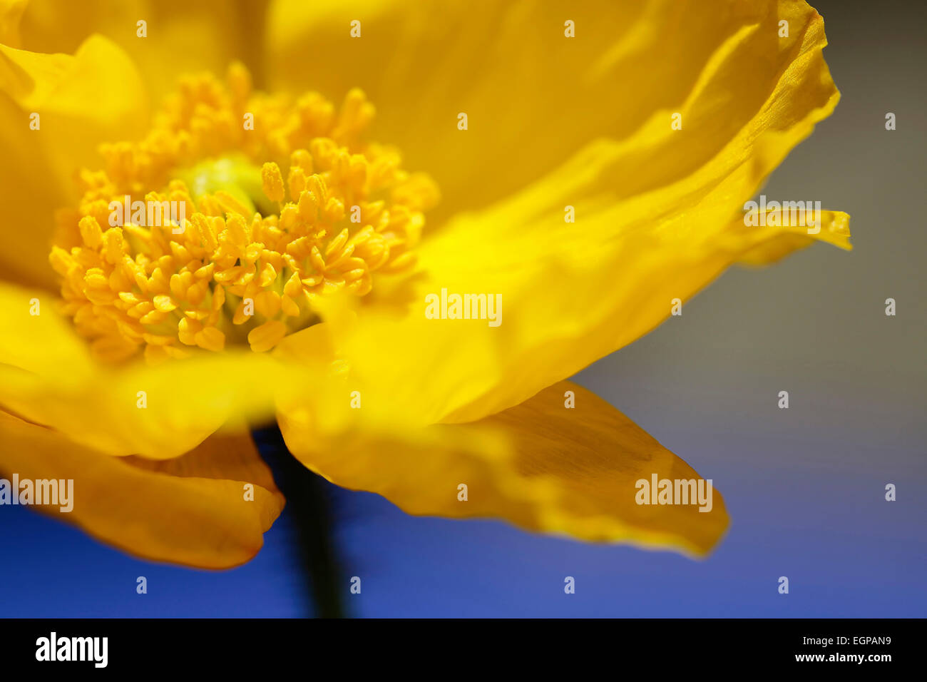 Flora islandese immagini e fotografie stock ad alta risoluzione - Alamy