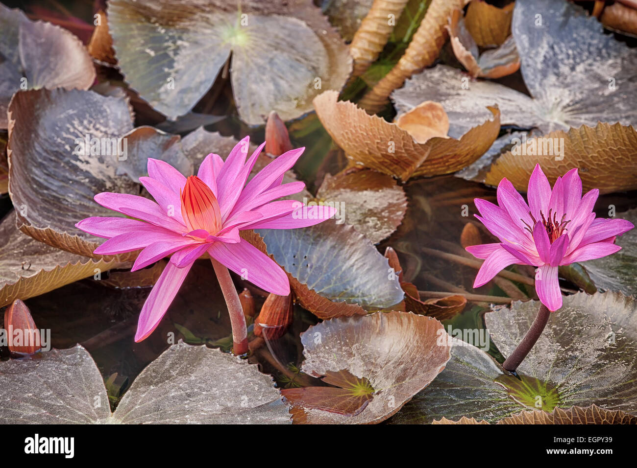 India water lotus flower immagini e fotografie stock ad alta ...
