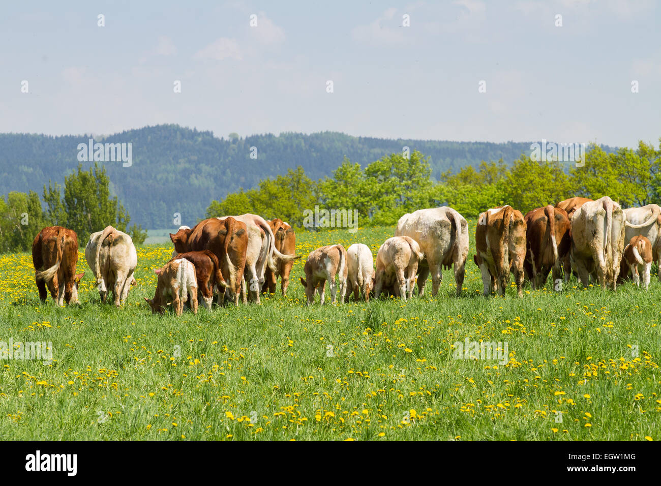 Mandria di mucche immagini e fotografie stock ad alta risoluzione - Alamy