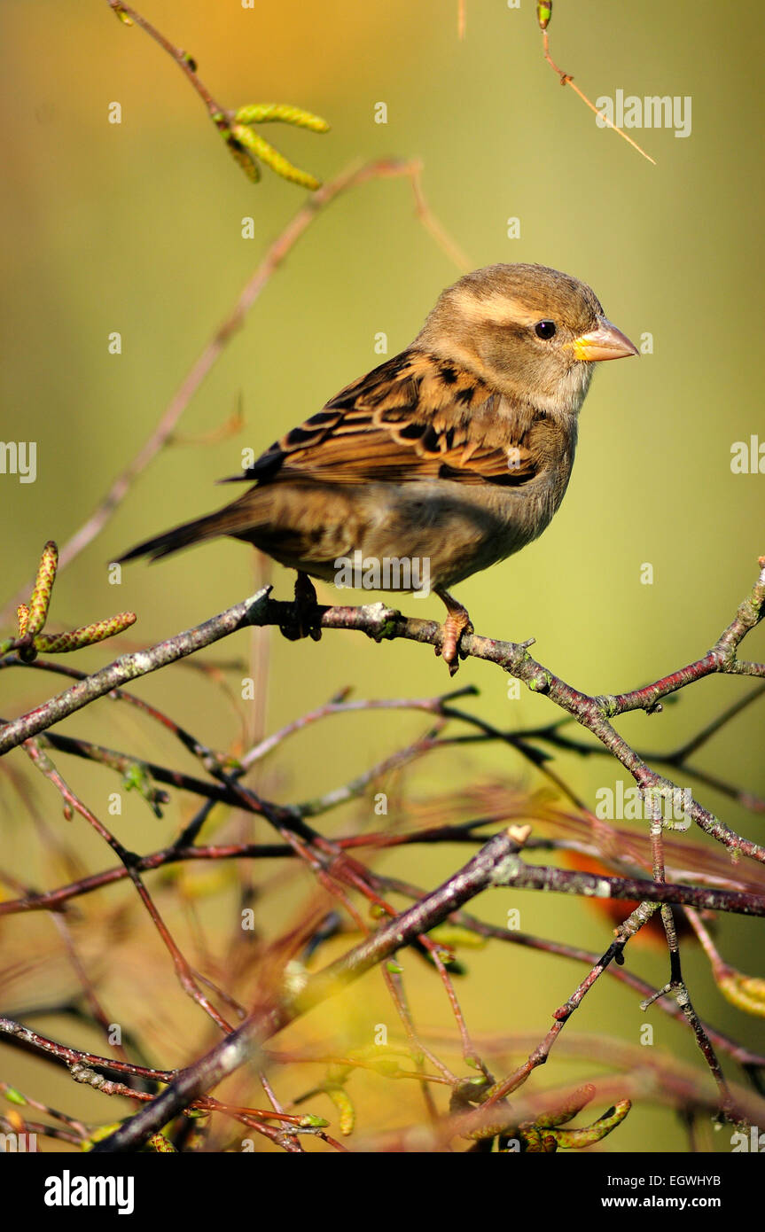Passero domestico immagini e fotografie stock ad alta risoluzione - Alamy