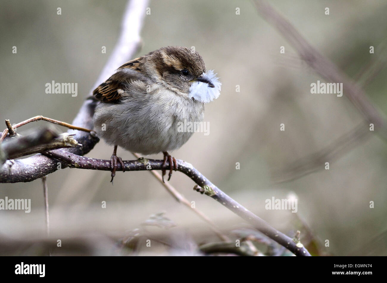 Passero domestico immagini e fotografie stock ad alta risoluzione - Alamy