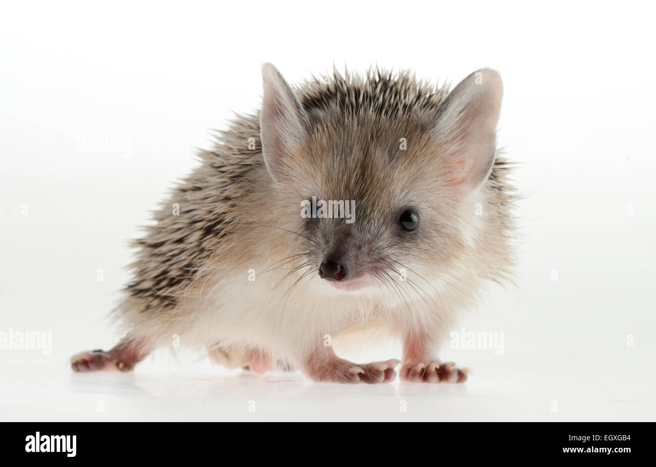 Riccio in natura immagini e fotografie stock ad alta risoluzione - Alamy