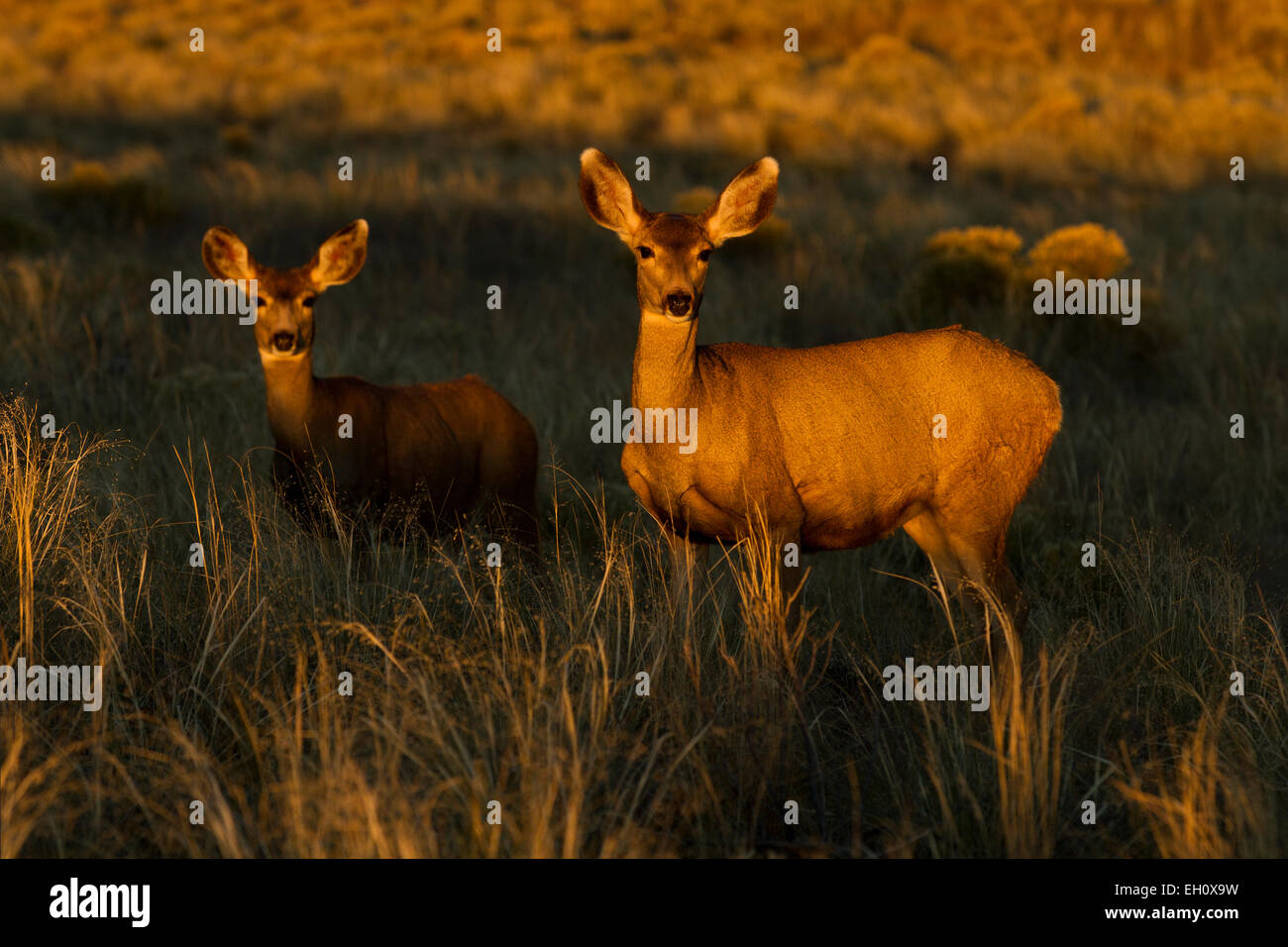 Cervo mulo femmina odocoileus hemionus immagini e fotografie stock ad ...