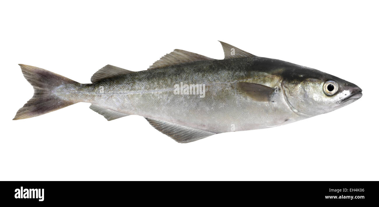 Merluzzo carbonaro immagini e fotografie stock ad alta risoluzione - Alamy