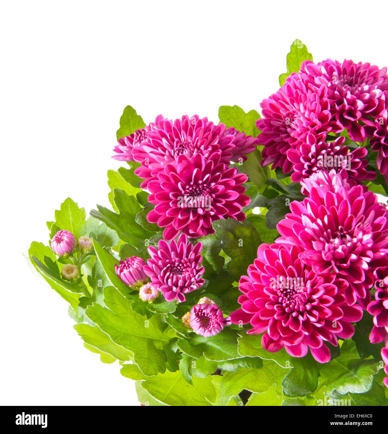 Mazzo di crisantemi immagini e fotografie stock ad alta risoluzione - Alamy