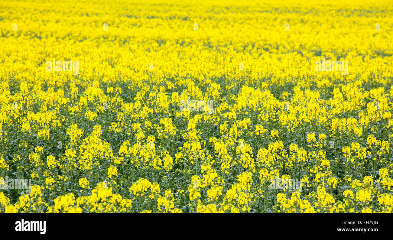 Il giallo di olio di colza Semi di Campo dei Fiori Foto stock - Alamy